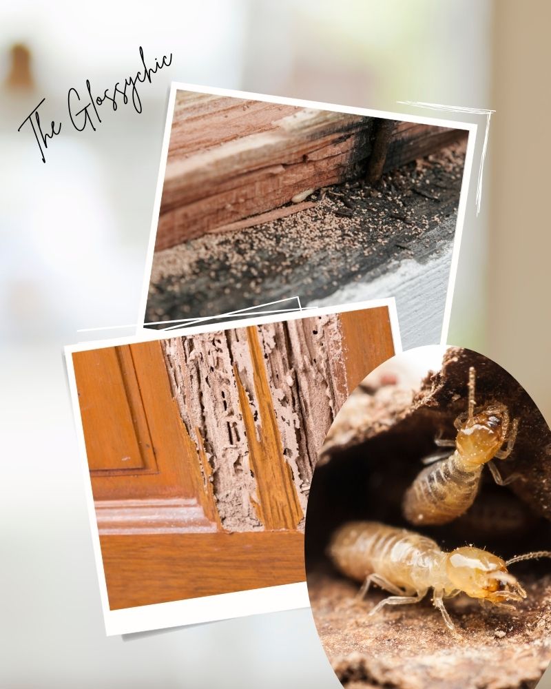 Termite Extermination: Protecting Your Home from These Nasty Pets - The ...